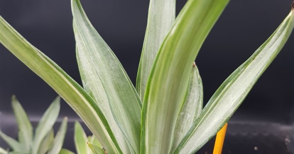 Agave desmetiana "silver star "|ECONGREEN.GR