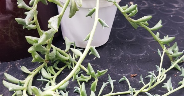 Senecio " peregrinus string of dolphins "|ECONGREEN.GR