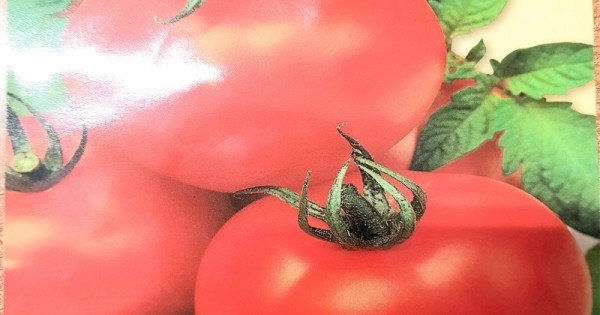 ΤΟΜΑΤΑ ΧΑΜΗΛΗ ΦΑΚΕΛΟΣ FARM |econgreen.gr