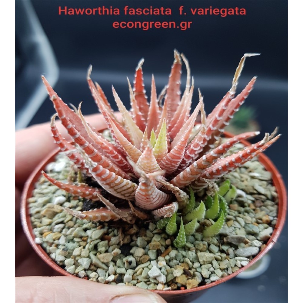 HAWORTHIA FASCIATA F. VARIEGATA-VARIEGATED ZEBRA PLANT|ECONGREEN.GR