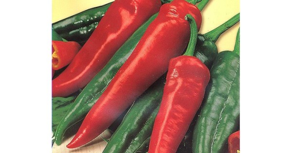 ΠΙΠΕΡΙΑ ΚΑΥΤΕΡΗ CAYENNE ΣΠΟΡΟΙ |Econgreen.gr