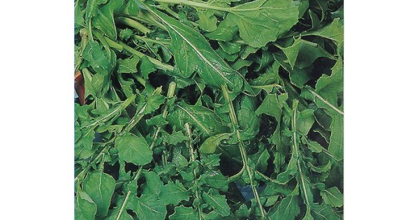 ΡΟΚΑ ΣΠΟΡΟΣ | Econgreen.gr