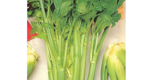 ΣΕΛΕΡΙ ΣΠΟΡΟΣ | Econgreen.gr